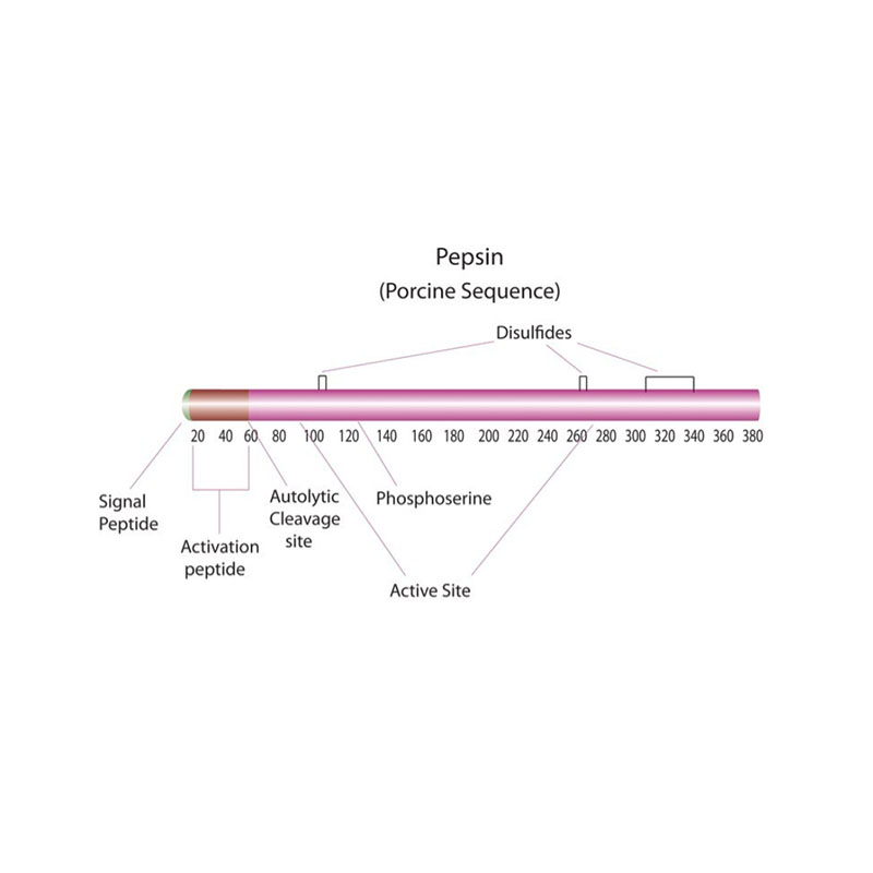Pepsin from porcine gastric mucosa, powder, ≥250 units/mg solid ...