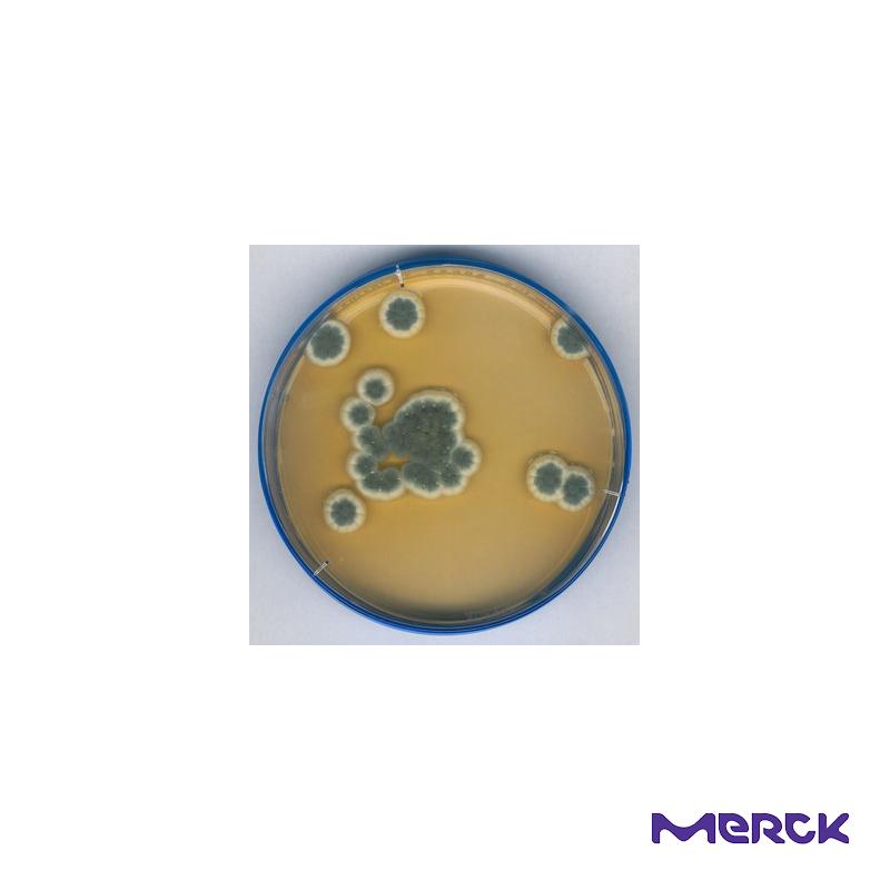 Sabouraud Dextrose Agar NutriSelect Plus, Chloramphenicol, according to ...